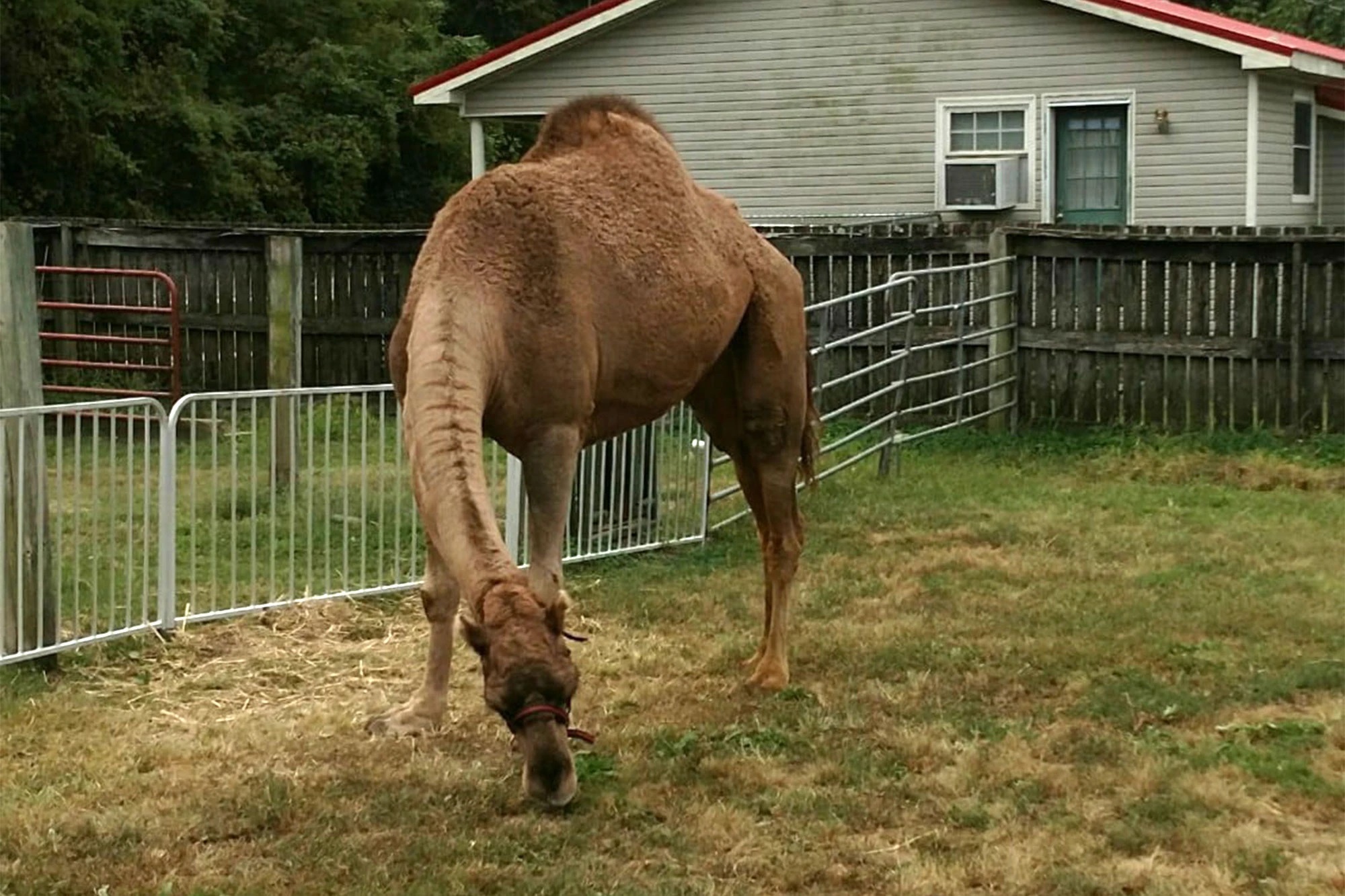 Dois homens são mortos por camelo furioso que escapou de zoológico nos ...