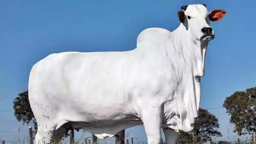 Vaca mais cara do mundo é brasileira e teve valorização de quase R$ 21 ...