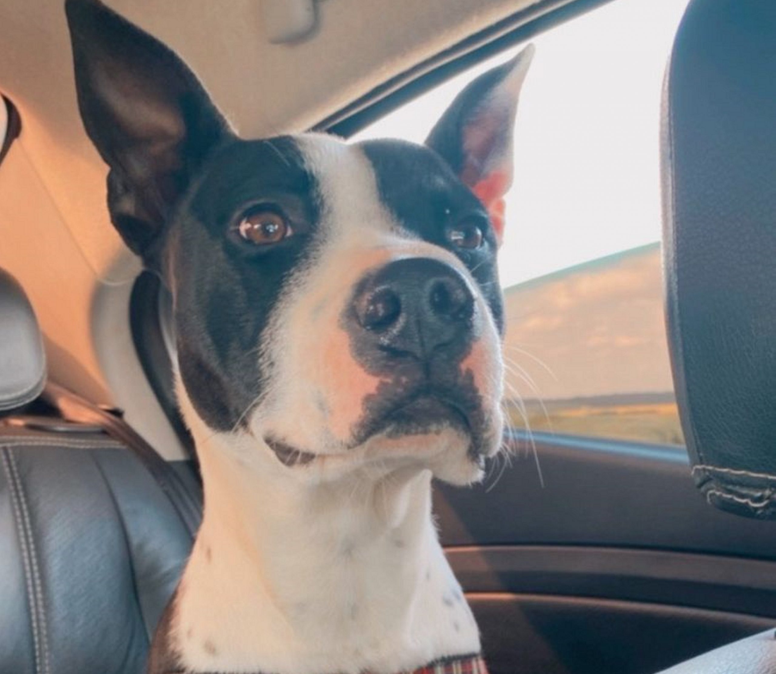Pit Bull Ozzy fugiu de uma residência no Bairro Florais do Paraná e ...