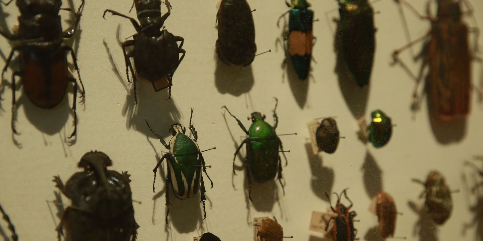 Biodiversidade de insetos no Brasil está em queda, mostra estudo