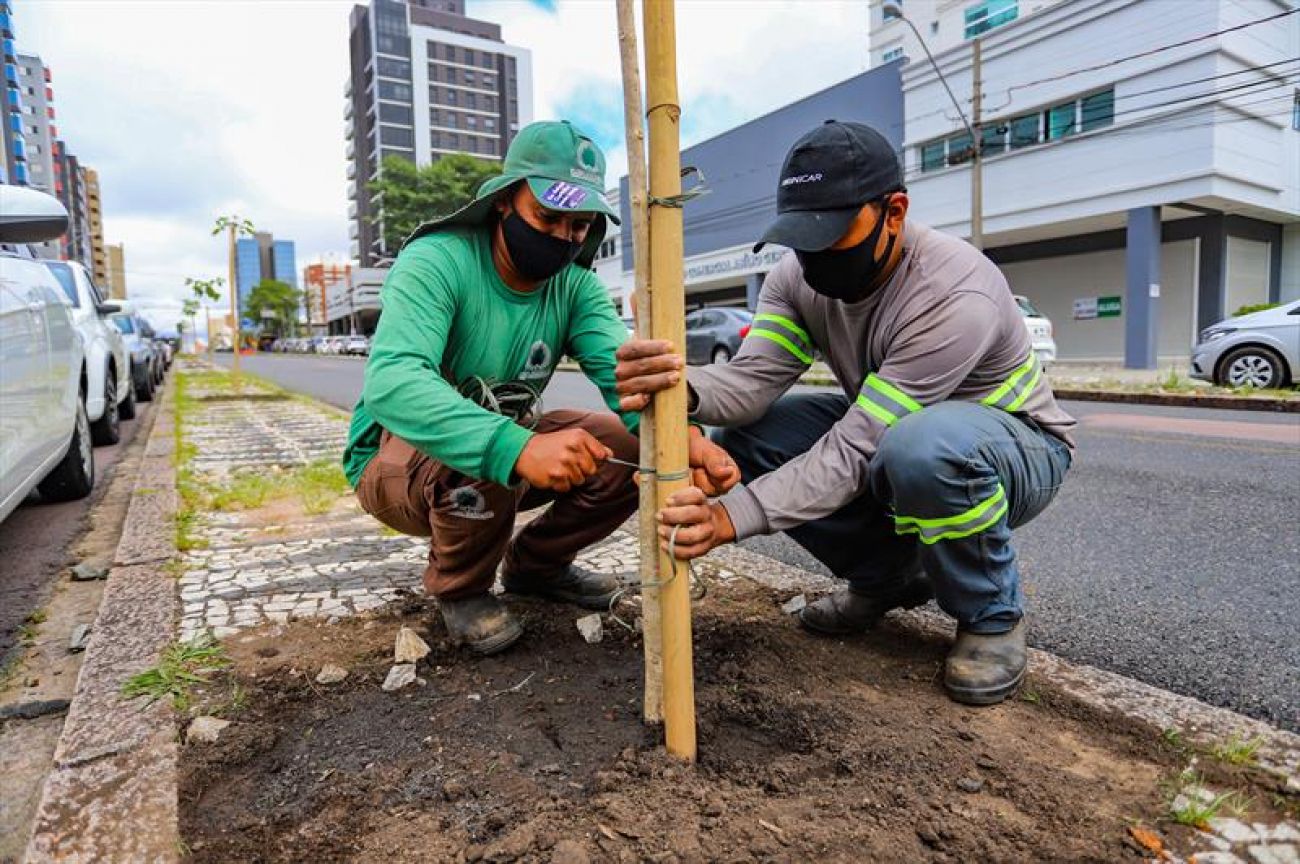 Curitiba - Dia da árvore tem mudas gratuitas e plantios pela cidade