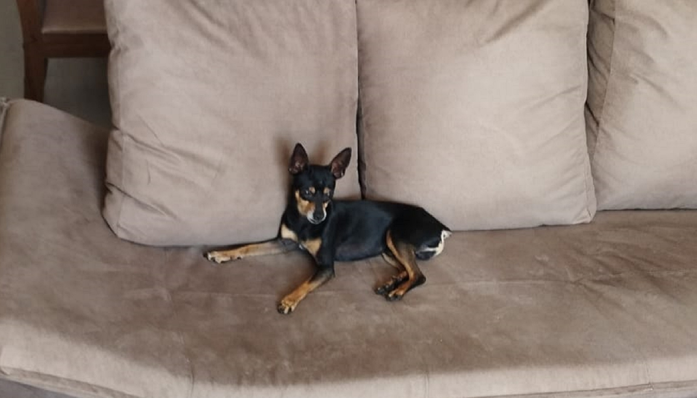 Cachorinho Pinscher está procurando um lar adotivo