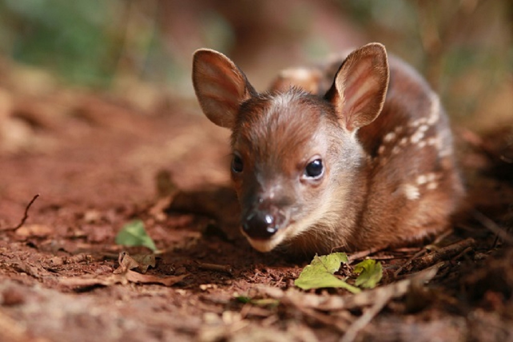 Veado-bororó nasce no Zoo de Cascavel e você pode definir o nome do filhote