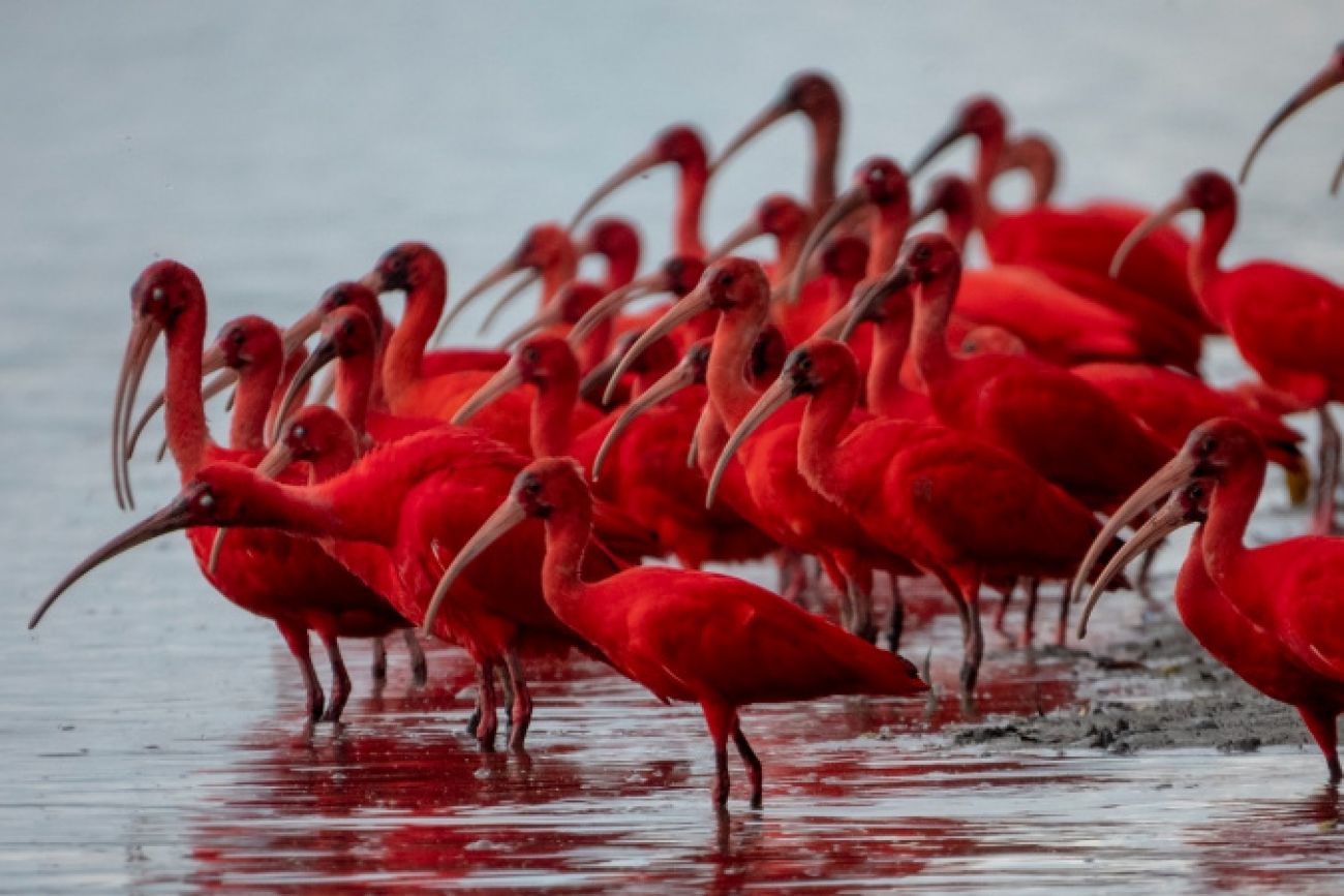 IAT e Instituto Guaju iniciam campanha para preservar a vida dos guarás ...