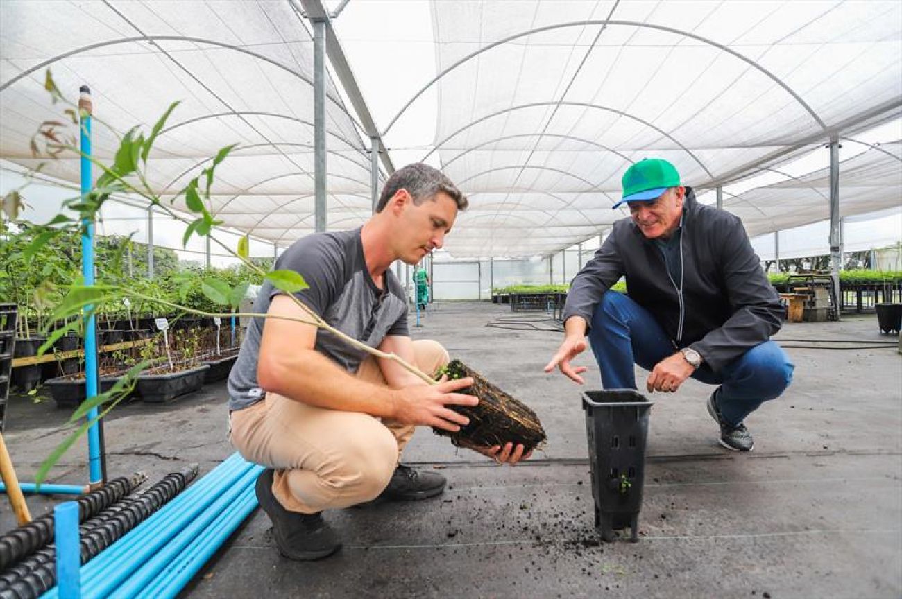 Com novo sistema, Curitiba quer aumentar e melhorar a produção de mudas ...