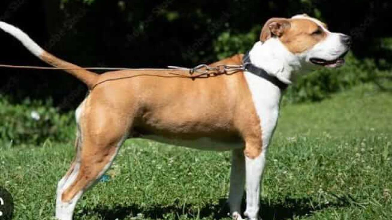 Cachorro Mailon desapareceu no bairro São Cristóvão