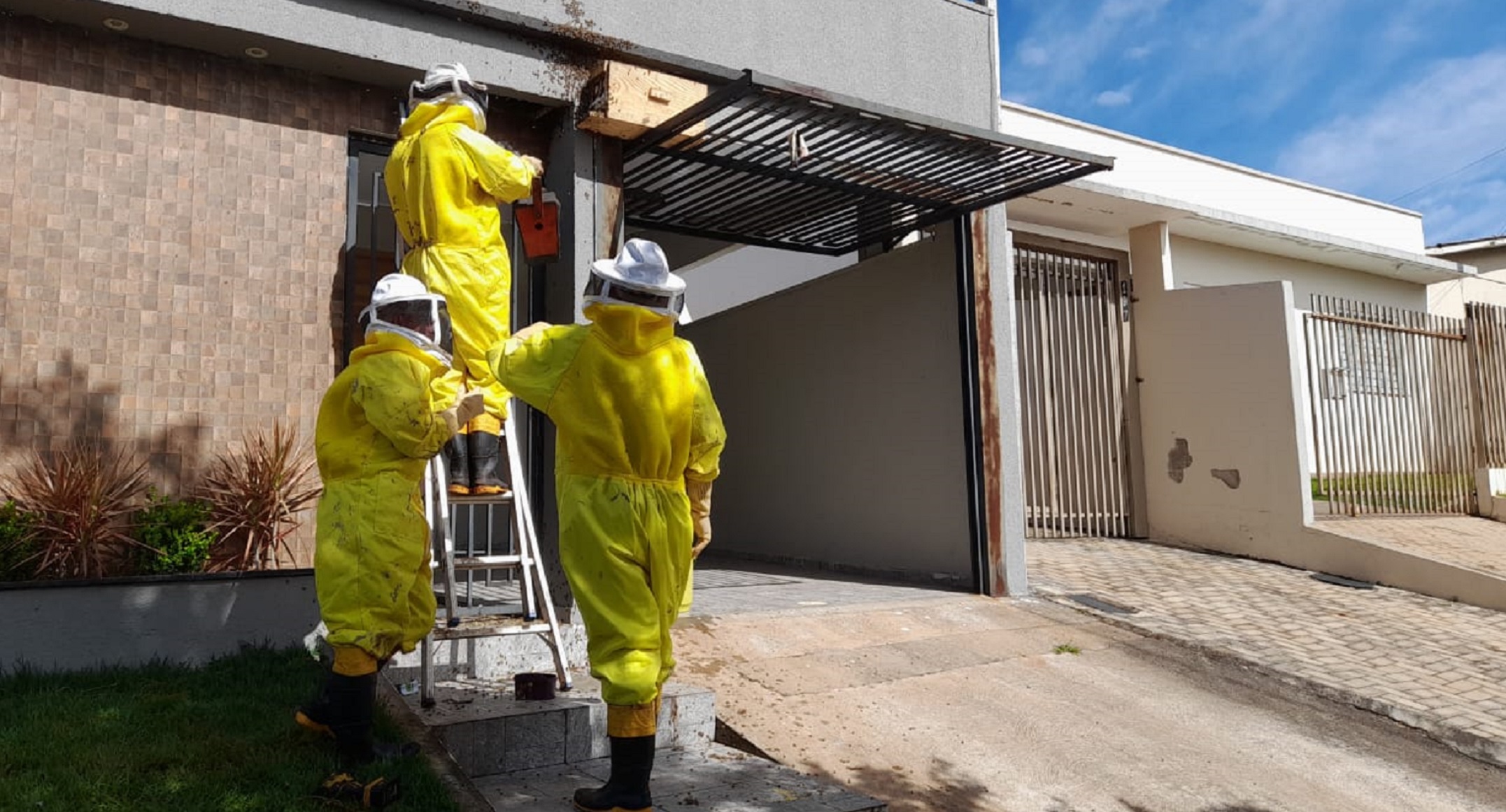 Defesa Civil é mobilizada para remover enxame de abelhas no Periolo | CGN Defesa Civil é mobilizada para remover enxame de abelhas no Periolo | CGN