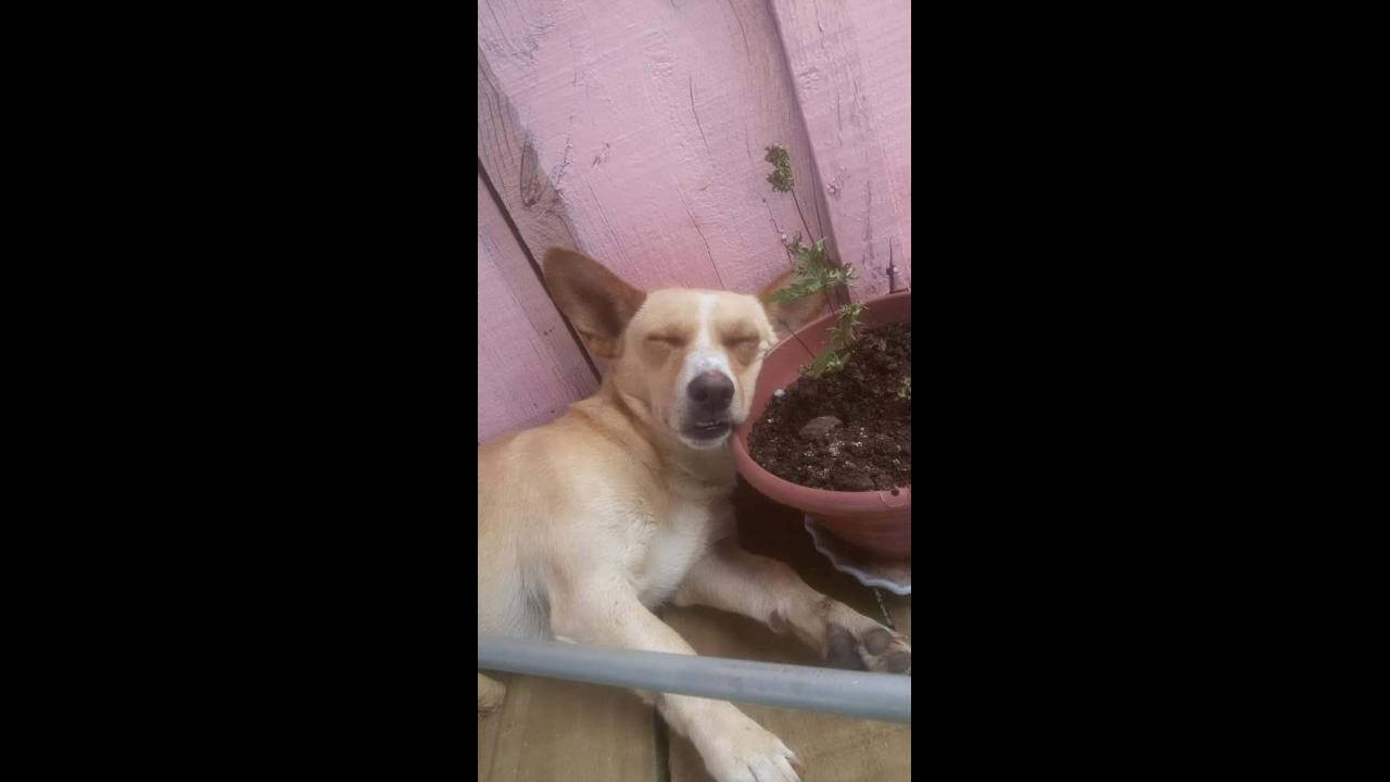 Cachorro Pit Pitoca desapareceu no bairro Cancelli