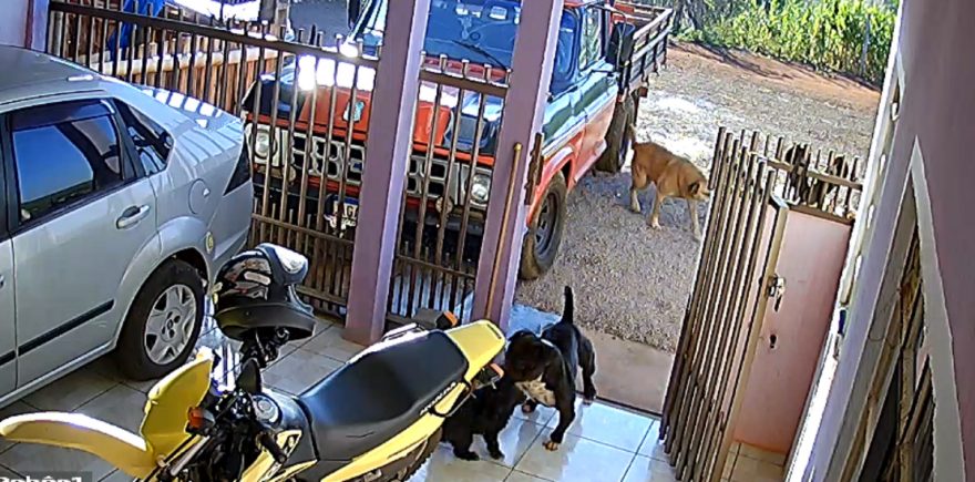 Câmera flagra Pitbulls atacando e matando cachorro de menor porte | CGN - O maior portal de ...