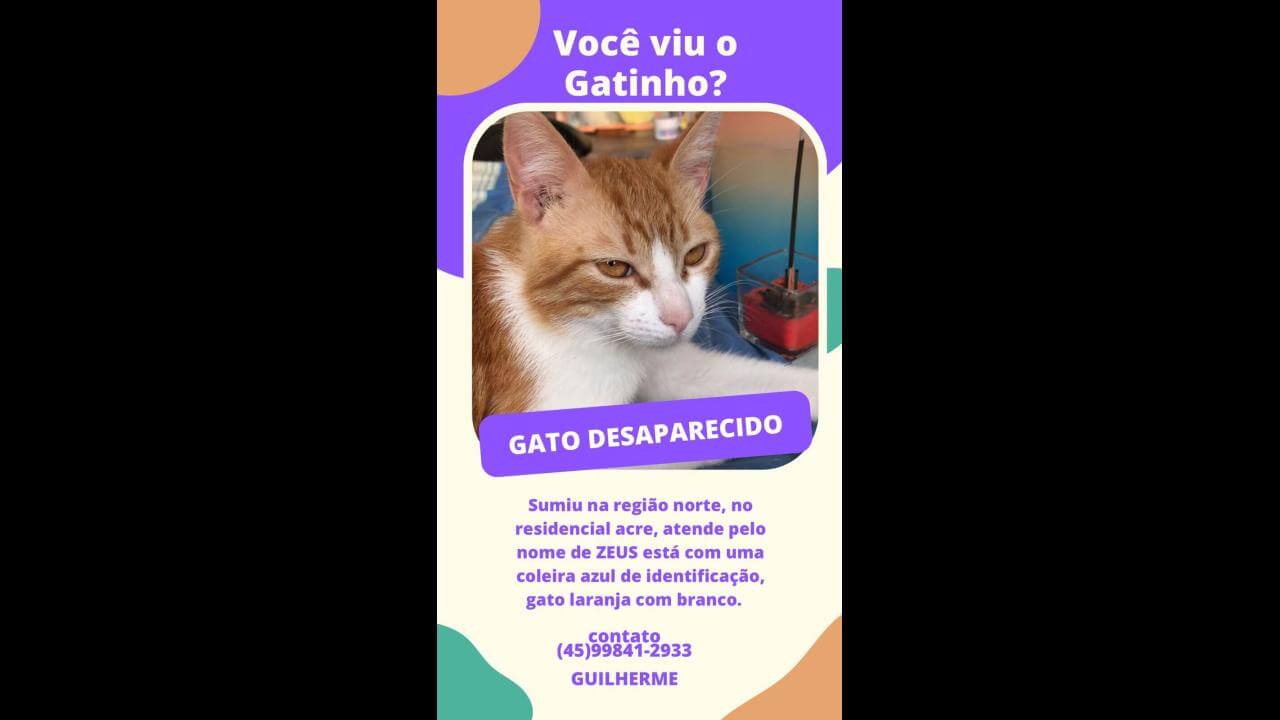 Gato Zeus desapareceu no bairro Floresta | CGN - O maior portal de notícias de Cascavel e do Paraná