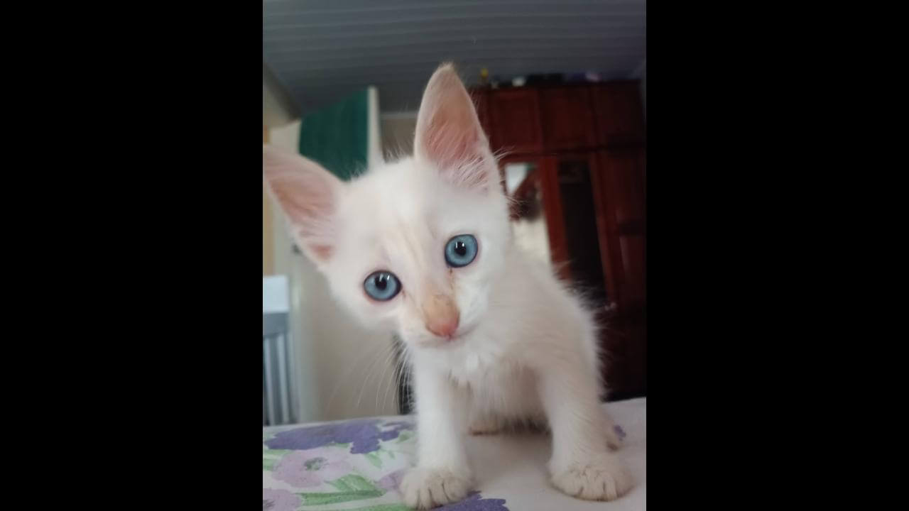 Gato Luan desapareceu no bairro Morumbi