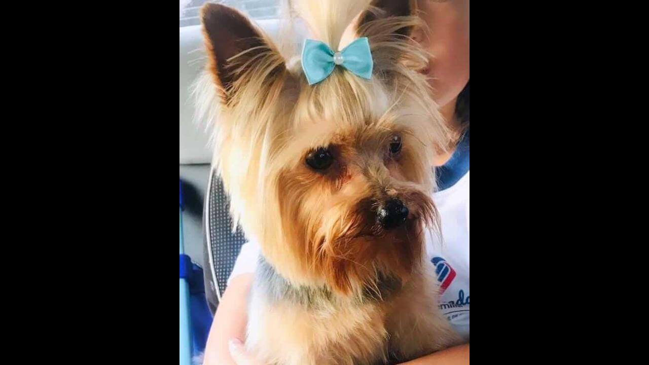 Cachorro Jeorgi desapareceu no bairro Clarito