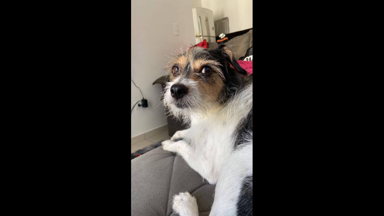 Cachorro Timóteo (Timo) desapareceu no bairro Universitário