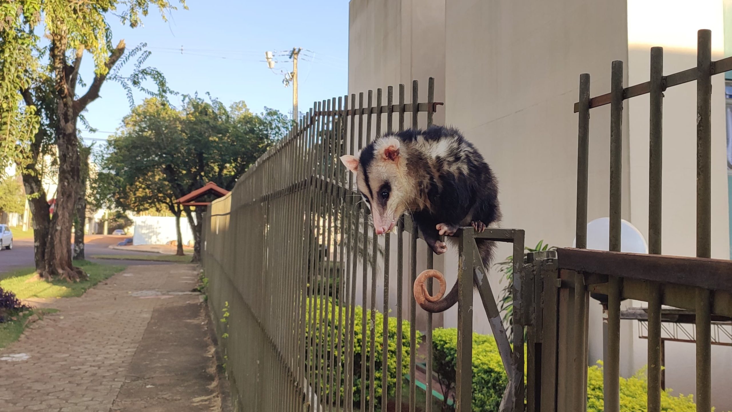 Gambá é encontrado em portão de residência e moradores buscam ajuda