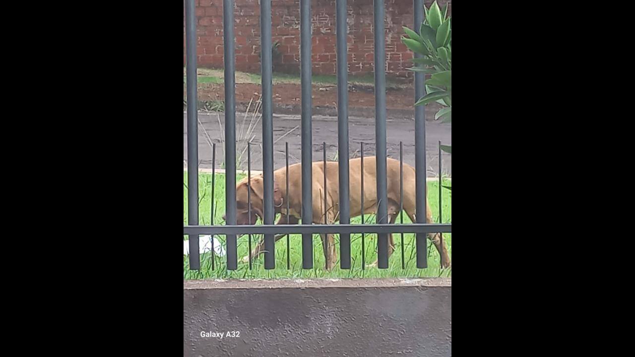 Cachorro é encontrado no bairro Brasília