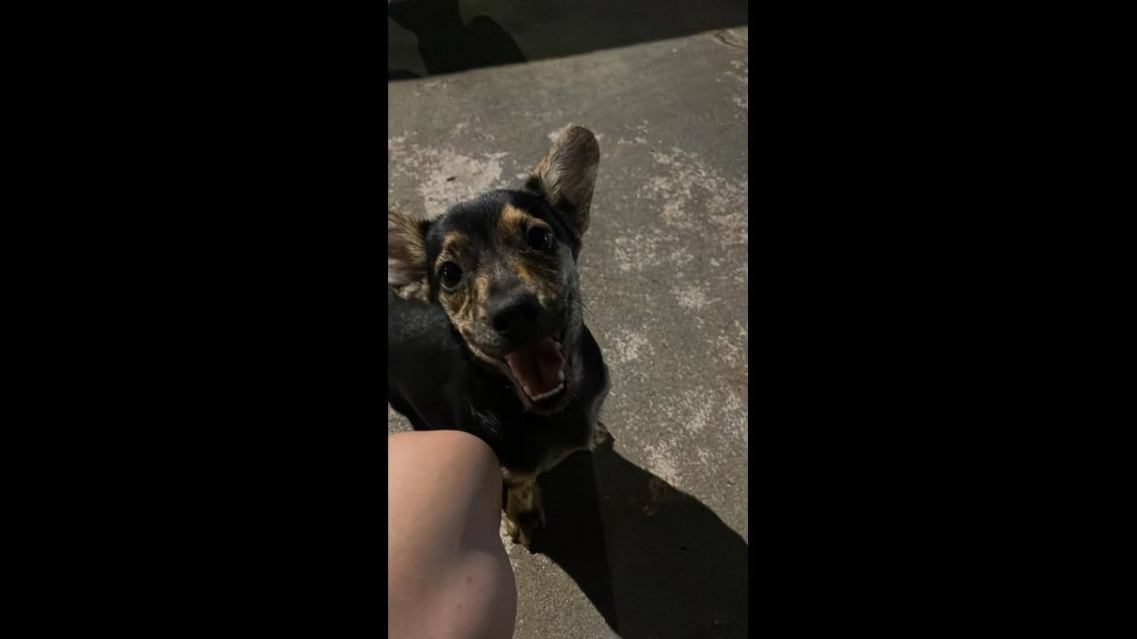 Cachorro é encontrado no bairro Nova York