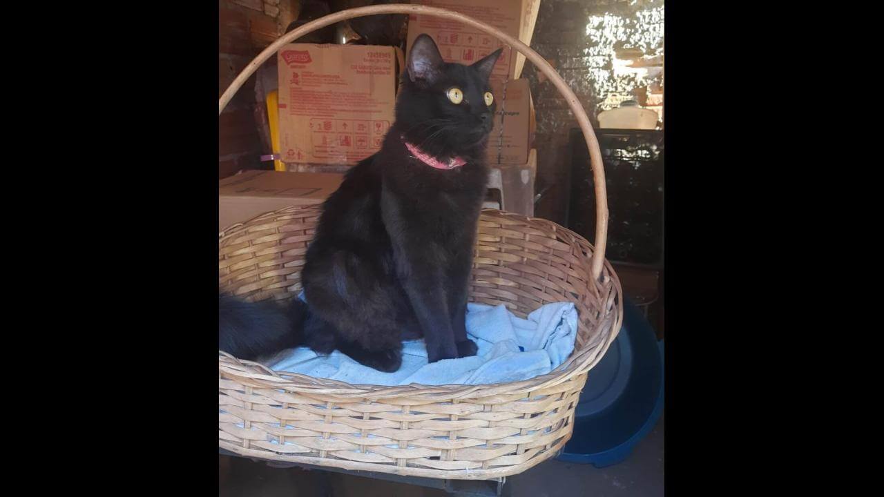 Gata Sofia desapareceu no bairro Periolo | CGN - O maior portal de notícias de Cascavel e do Paraná