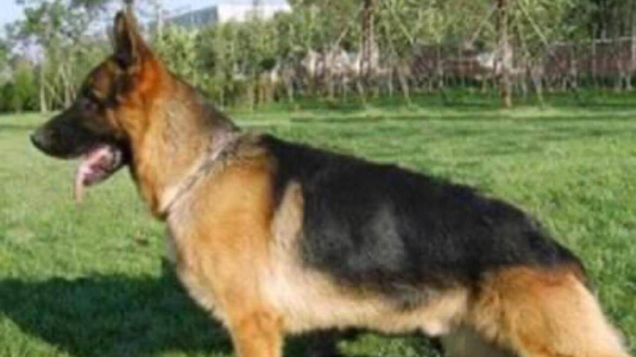 Cachorro Thor- Pastor Alemão desapareceu no bairro Periolo