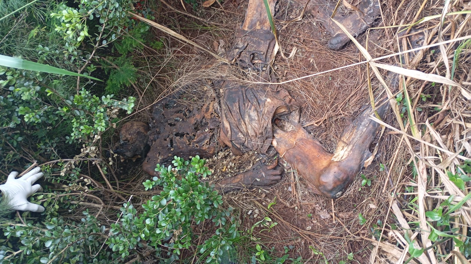 DH divulga imagem de cadáver em decomposição para auxiliar na identificação