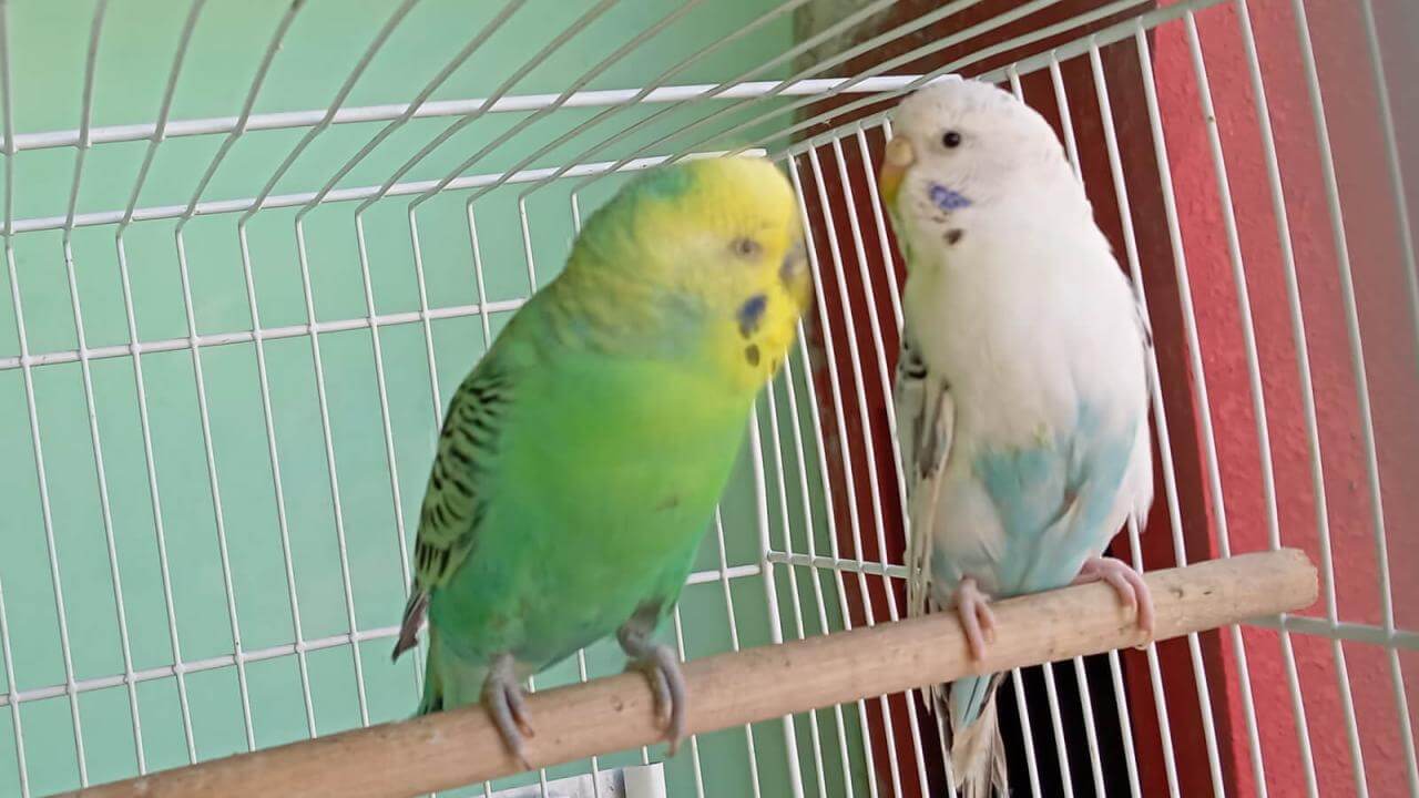 Periquito Léo desapareceu no bairro Periolo | CGN - O maior portal de ...