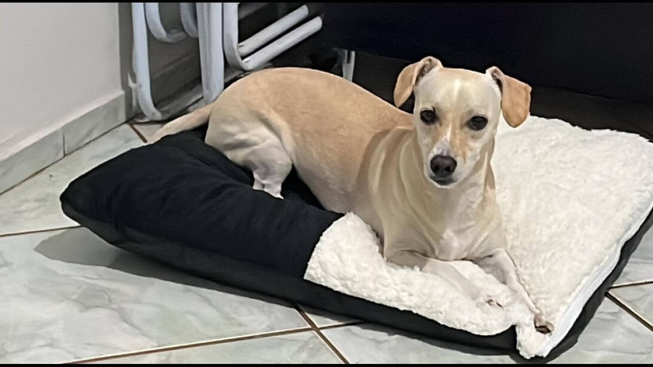 Cachorro Luke desapareceu no bairro Maria Luiza