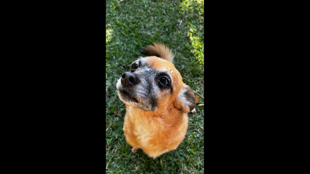 Cachorra Belinha desapareceu no bairro Brasília