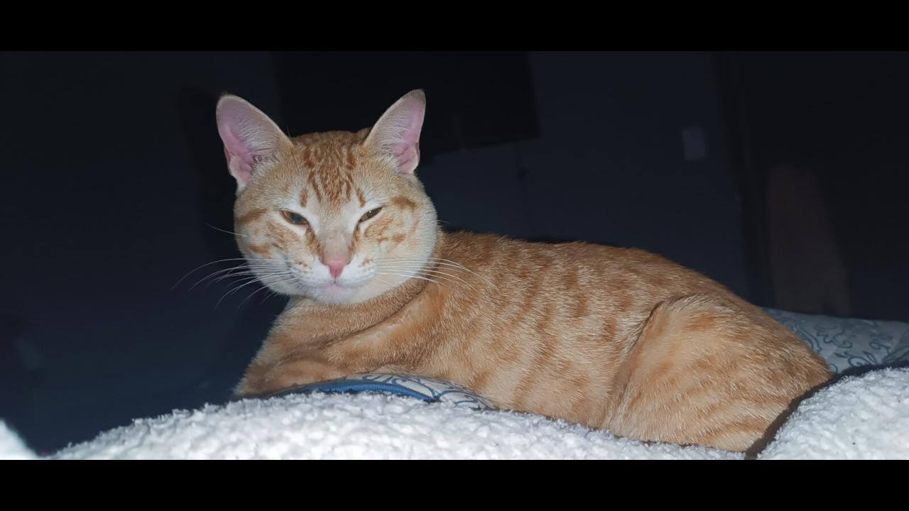 Gato Chico desapareceu no bairro Gramado