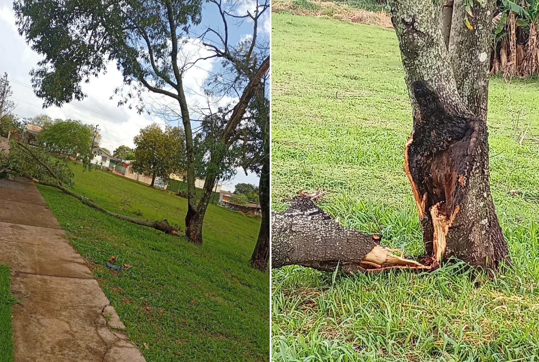 Conforme moradores, árvore 'rachou' com raio no Bairro Periolo