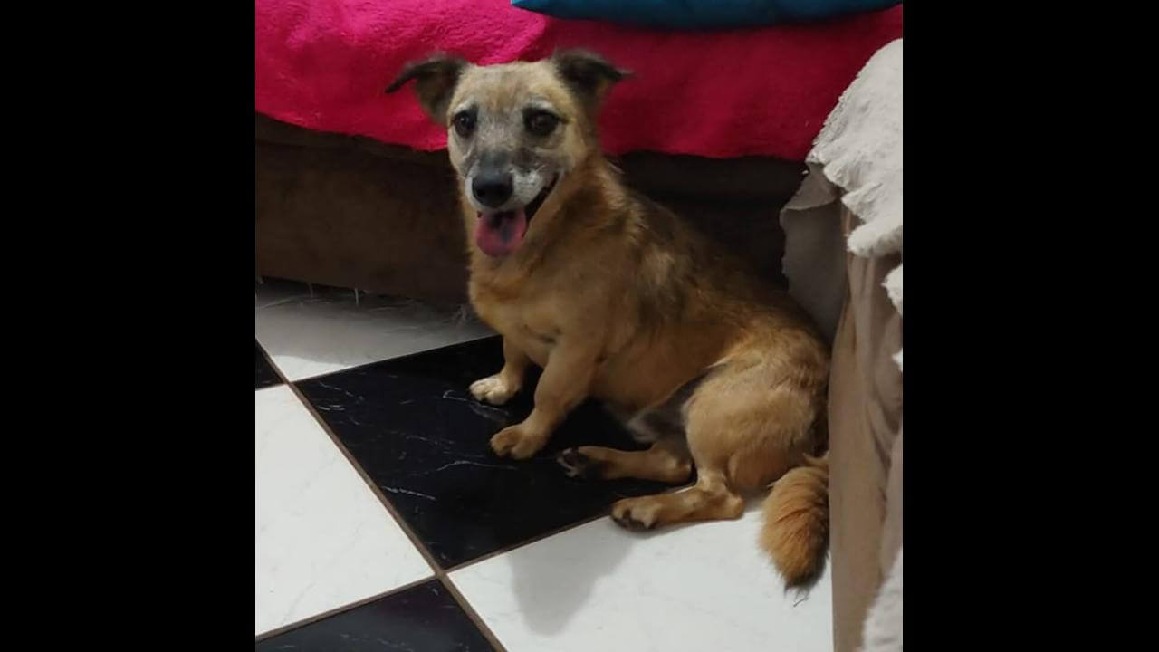 Cachorro Cotoco desapareceu no bairro Tropical II
