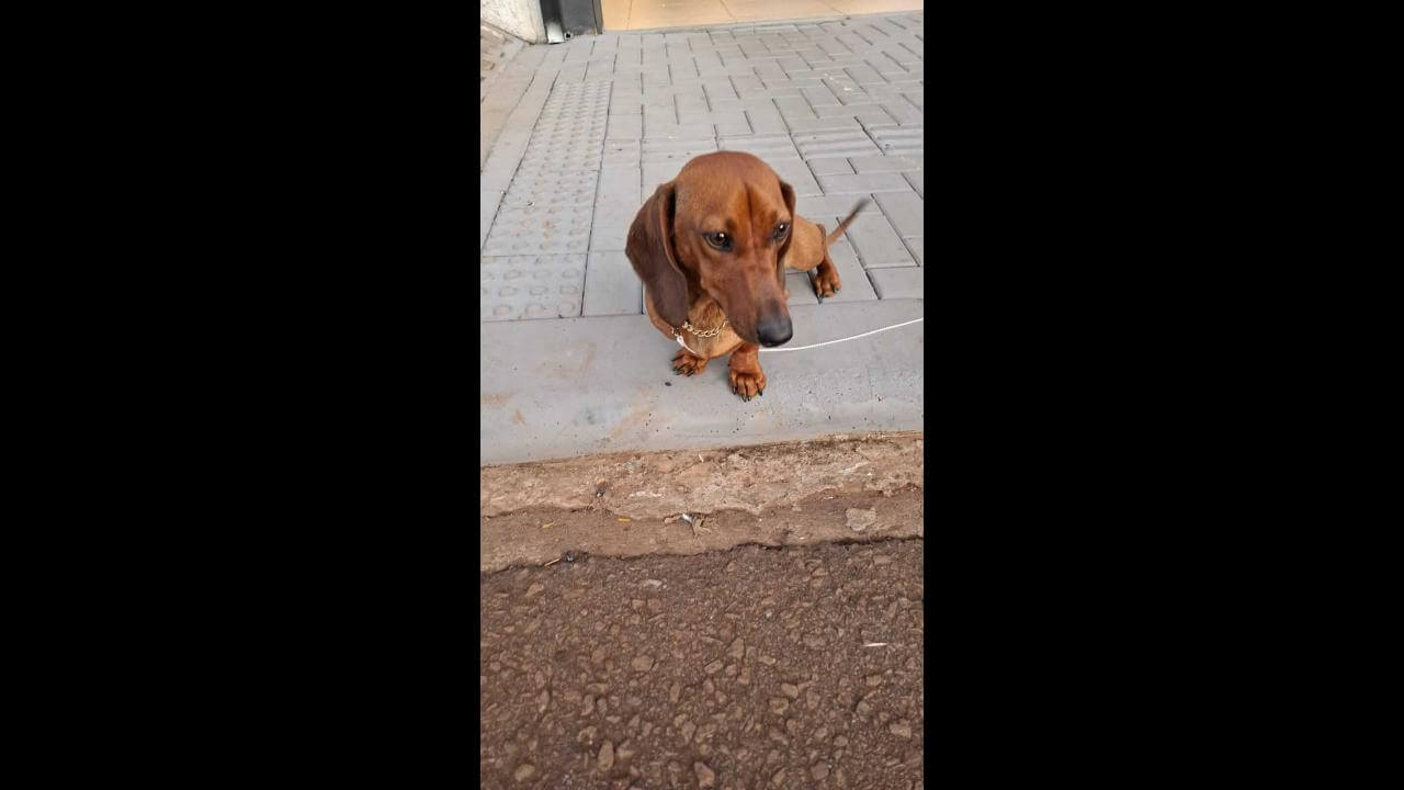 Cachorra é encontrada no bairro Morumbi
