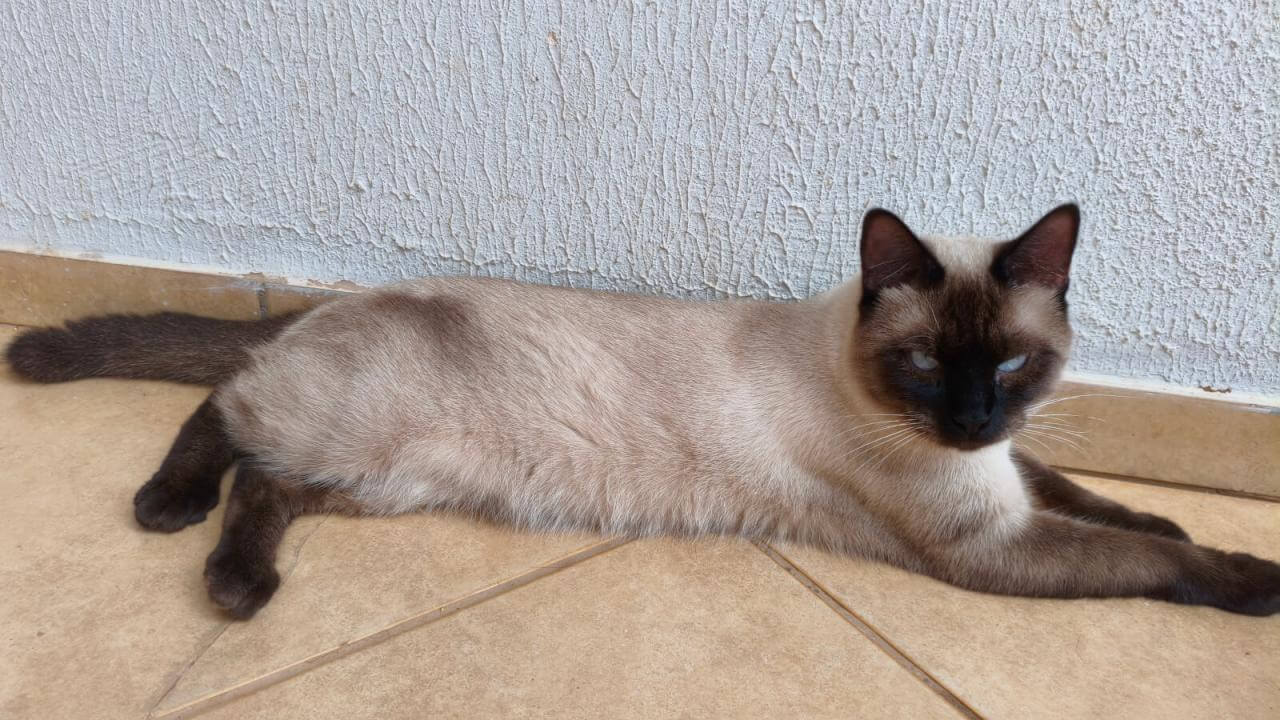 Gato Chulé desapareceu no bairro São Cristóvão