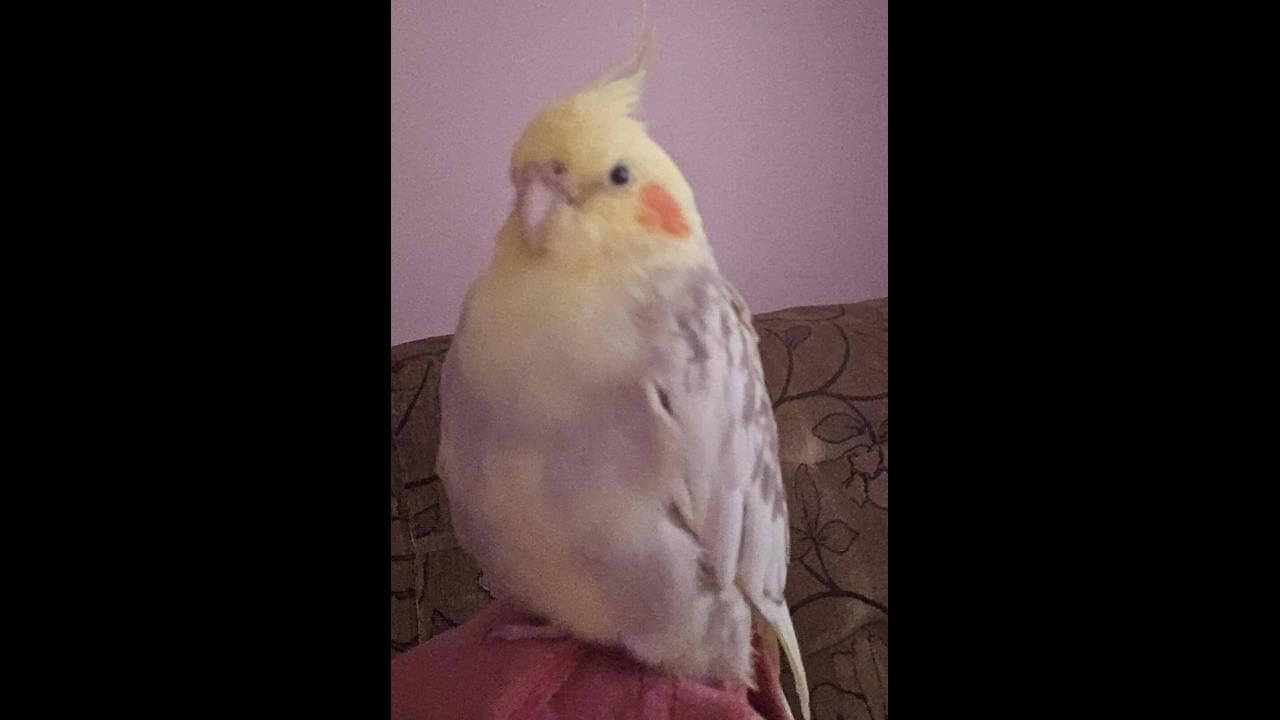 Calopsita Nenezinho desapareceu no bairro Coqueiral