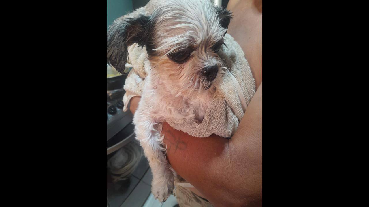 Cachorra é encontrada no bairro Periolo