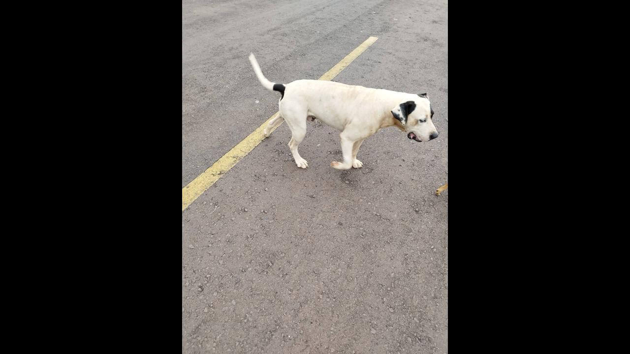 Cachorro é encontrado no bairro Periolo