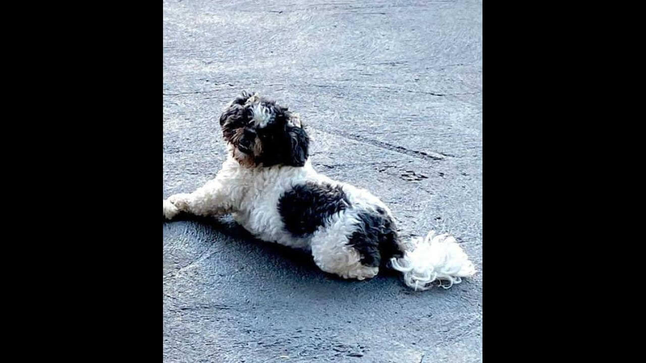 Cachorra Megan desapareceu no bairro Universitário