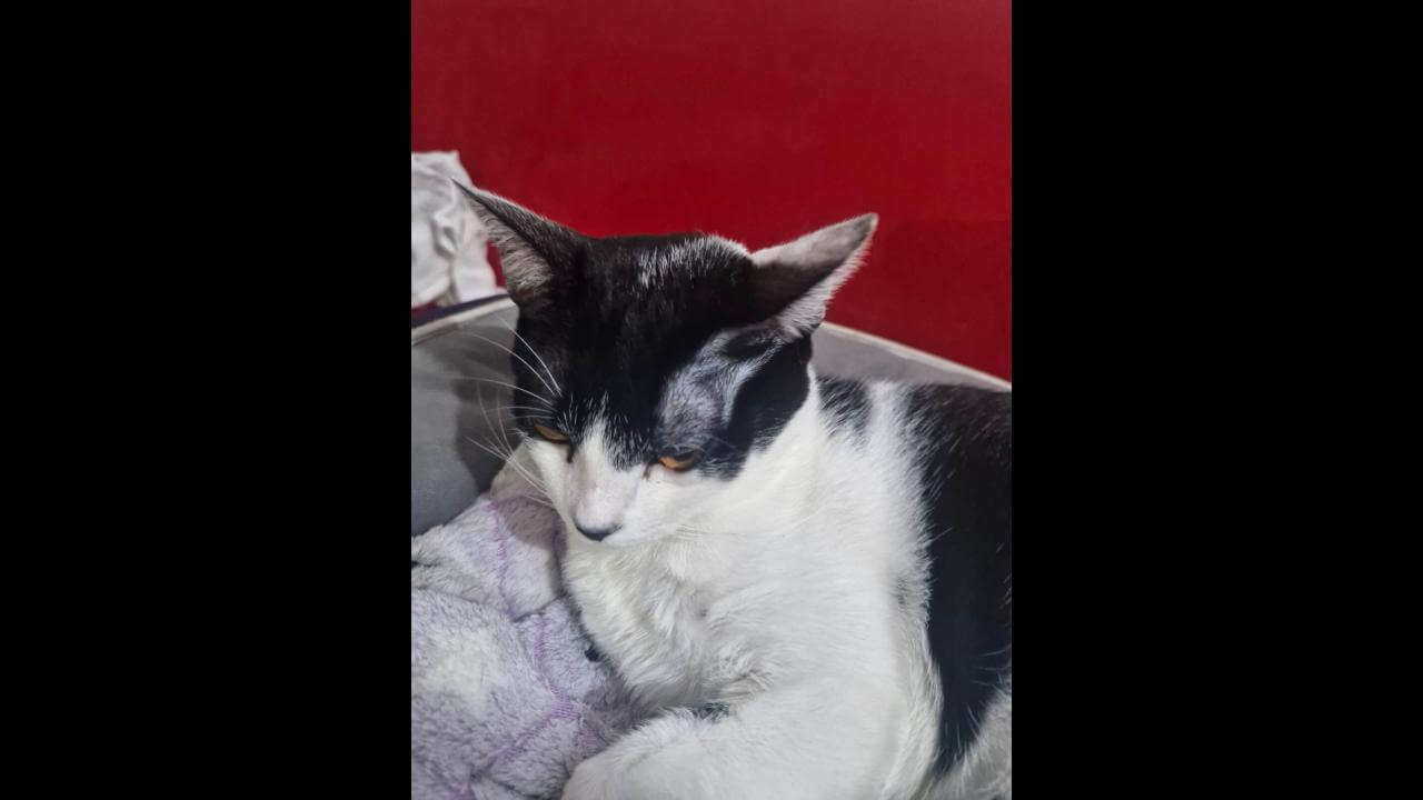 Gato Momo desapareceu no bairro Alto Alegre