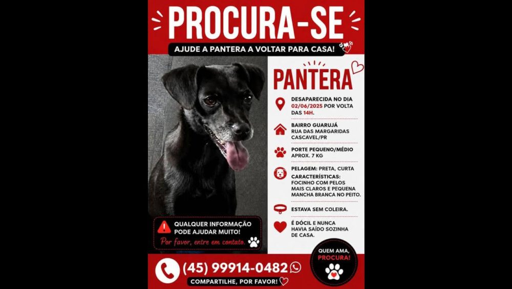 Cachorra Pantera desapareceu no bairro Guarujá