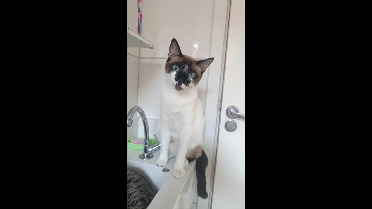 Gata Pandora desapareceu no bairro Recanto Tropical - CGN
